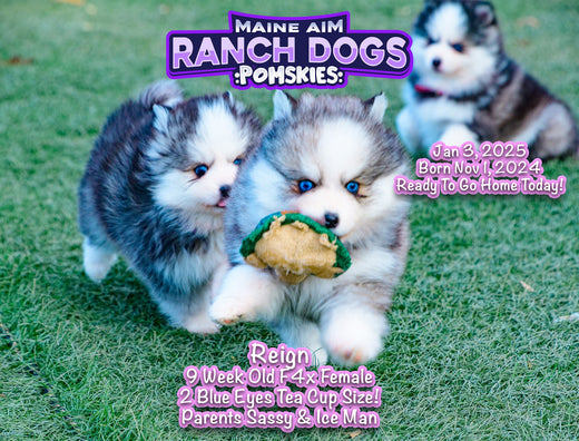 Puppy Training videos that will help you survive the puppy stage ...