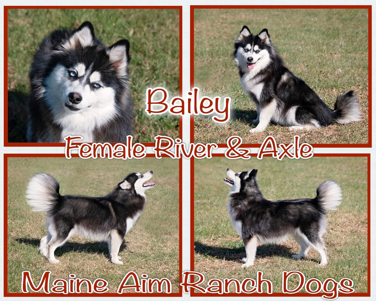 Bailey F3 Pomsky Female – Maine Aim Ranch Dogs