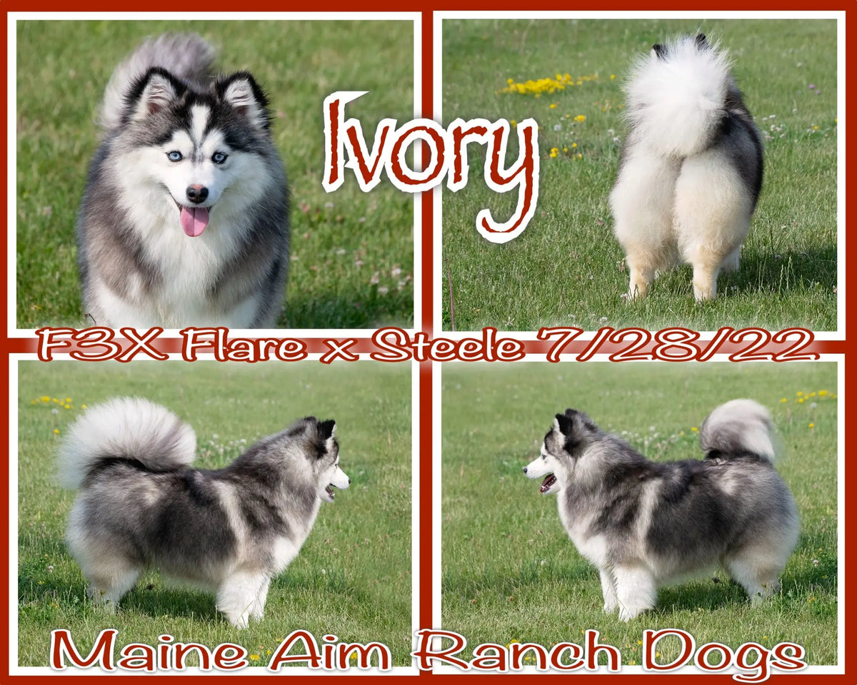 Ivory F3X Female out of Flare & Steele – Maine Aim Ranch Dogs