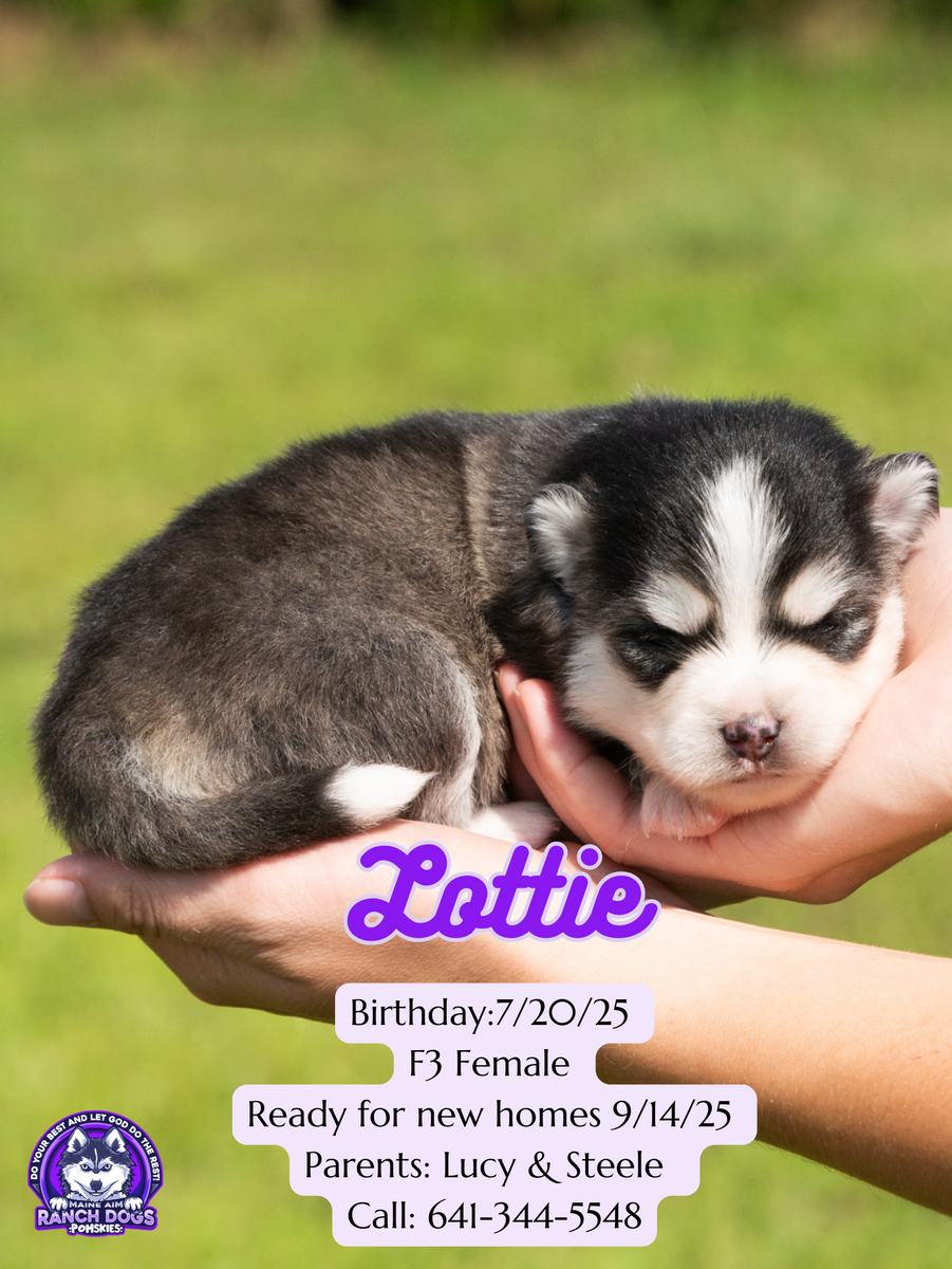 ***Keeping***Lottie Black & White F3X Female Pomsky out of Lucy & Stee ...
