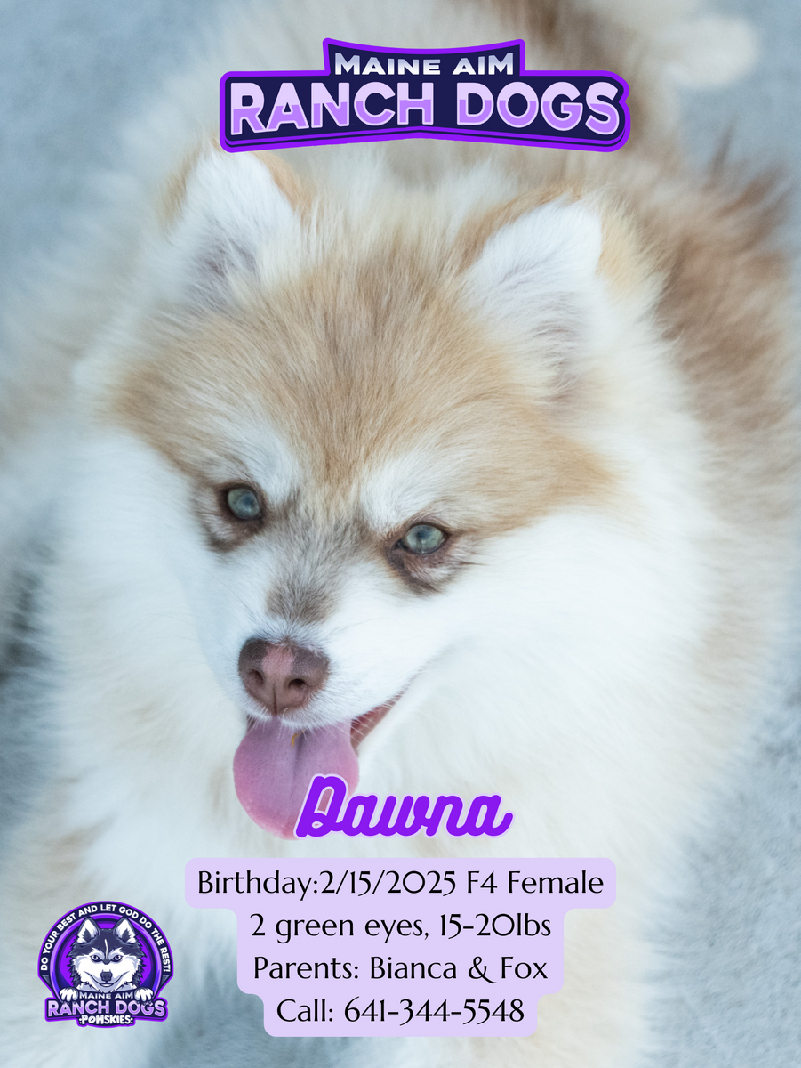 ***On Hold***Dawna F3 Female Pomsky out of Bianca & Fox born 2/15/2025 ...