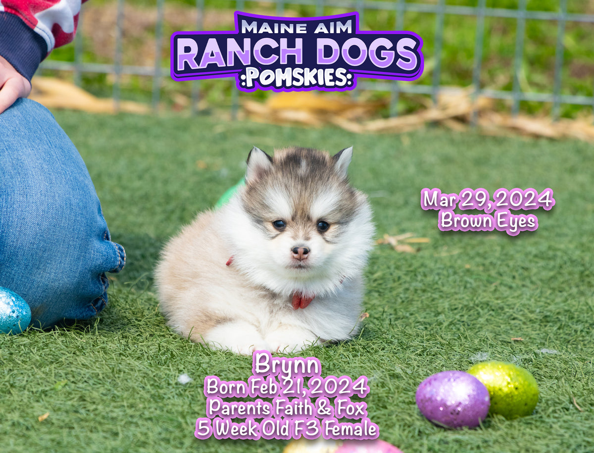 Brynn - Female F3 Pomsky out of Faith & Fox born 2/21/24 ready for new ...