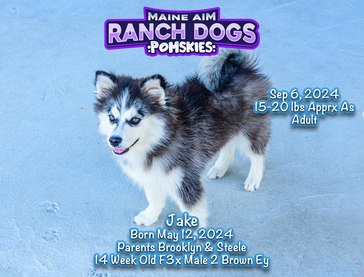 ***Sold***Eubank familyJake F3X Male out of Brooklyn & Steele born 5/1 ...