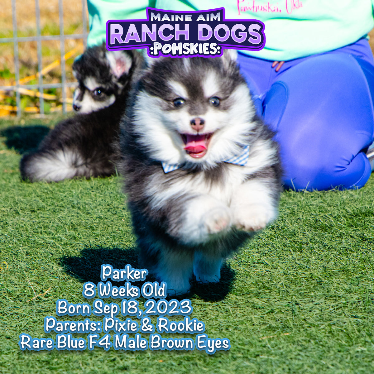 ***Sold***Parker Rare Blue F4 Male Pomsky out of Pixie & Rookie born 9 ...