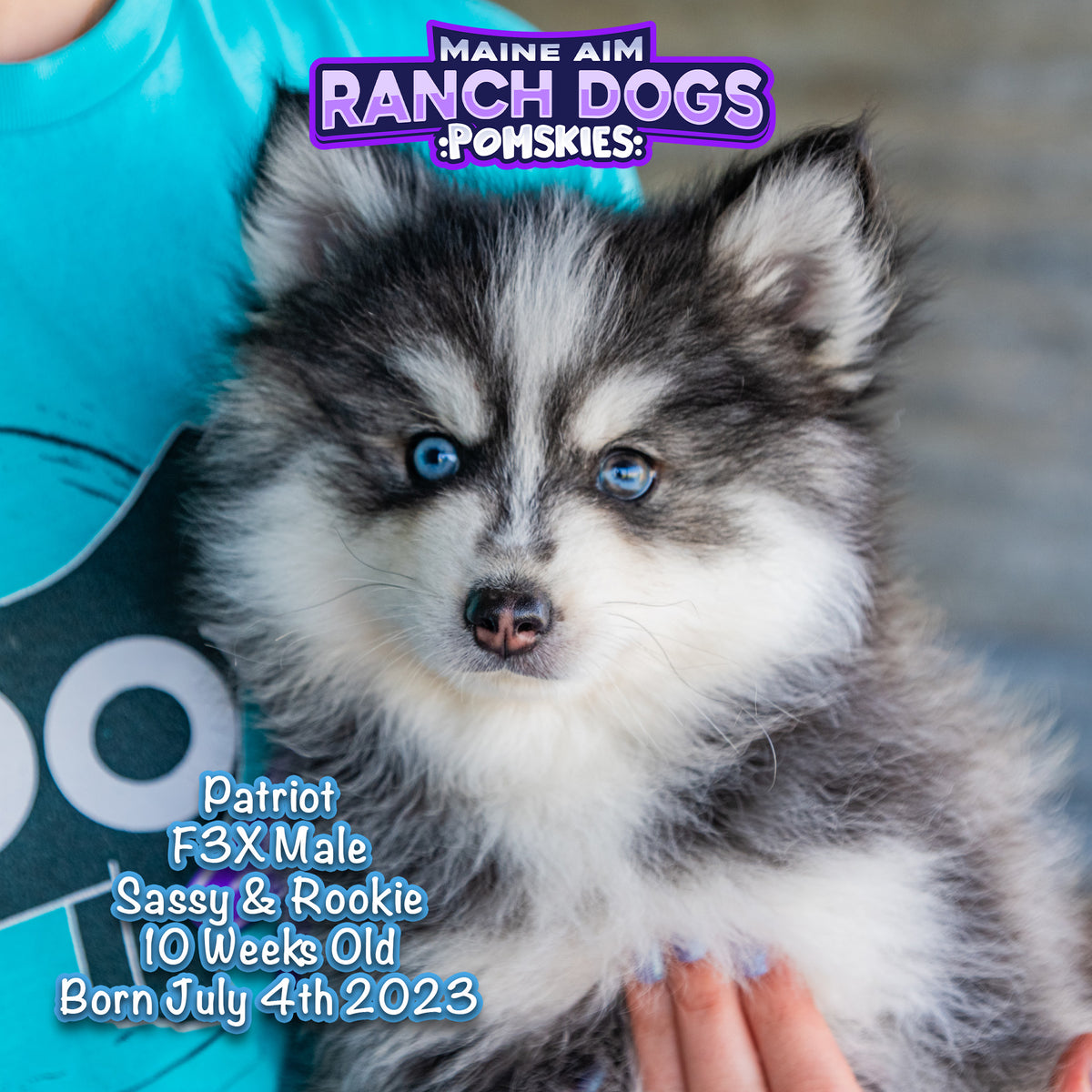 ***SOLD***Patriot F3X Male Pomsky out of Sassy & Rookie born 7/4/23 re ...