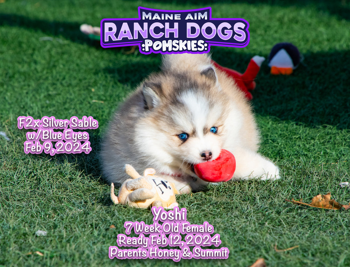 ***Sold***Beth Yoshi F2x Silver Sable Female Pomsky out of Honey & Sum ...