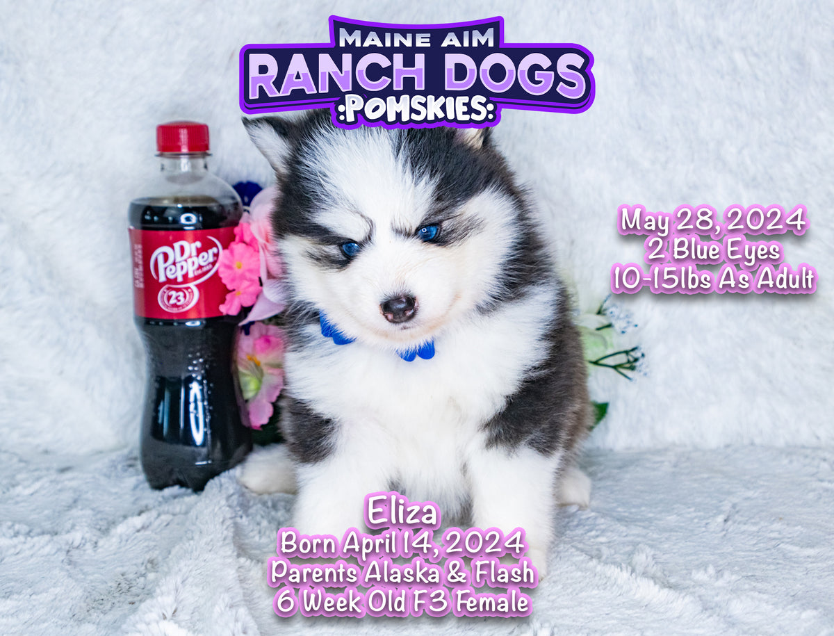 ***SOLD***Eliza - Female F3 Pomsky out of Alaska & Flash born 4/14/24 ...
