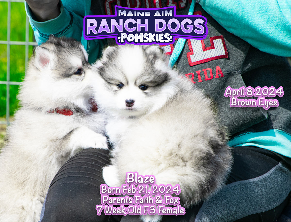 ***SOLD***Blaze - Female F3 Pomsky out of Faith & Fox born 2/21/24 rea ...